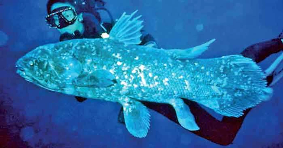 Living Fossils Coelacanths Are Now Rediscovered Near South Africa
