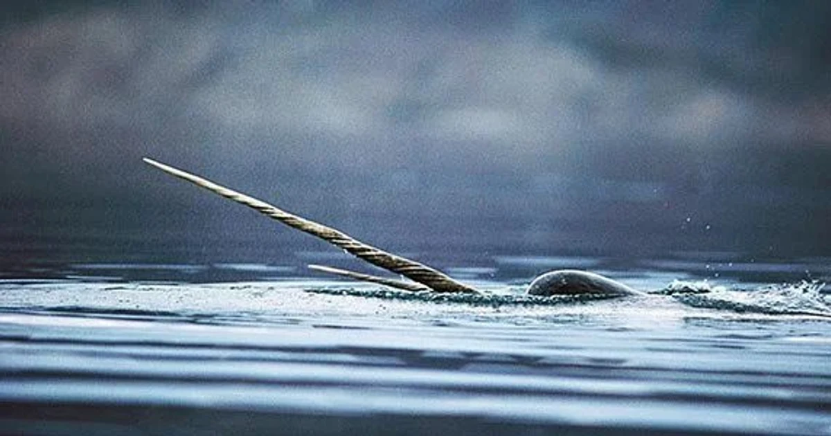 The Rare And Elusive Narwhal Also Known As The 'Unicorn Of The Sea'
