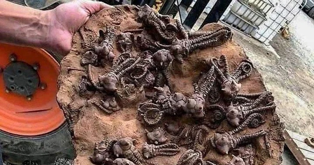 Rare Jimbacrinus Crinoid Fossils Found In Gascoyne Junction Western ...