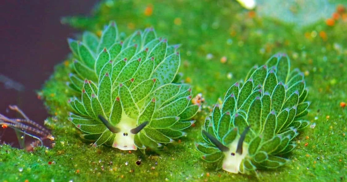 Leaf Sheep - A Leaf Slug That Can Photosynthesize