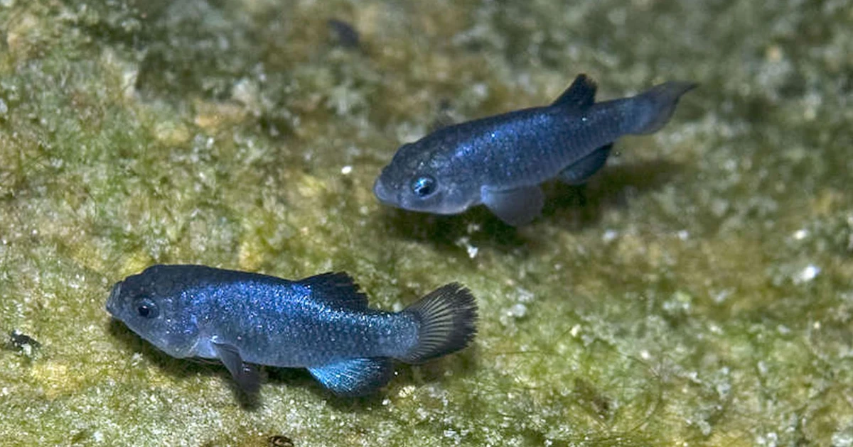 Devils Hole Pupfish - The Rarest Fish Going To Be Extinct Soon
