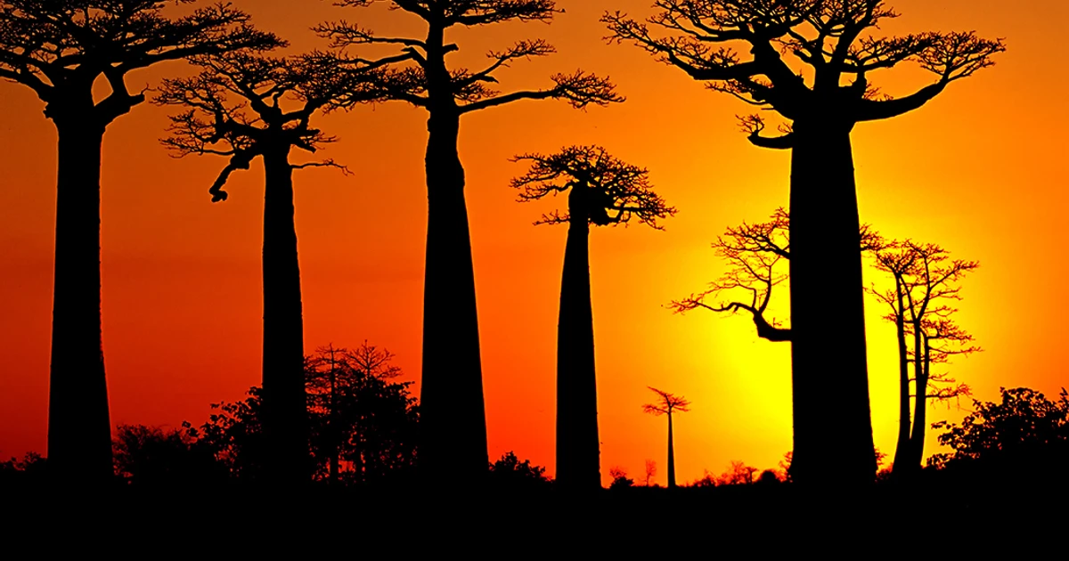 This Majestic Baobab Tree Can Hold Up to 32,000 Gallons Of Water