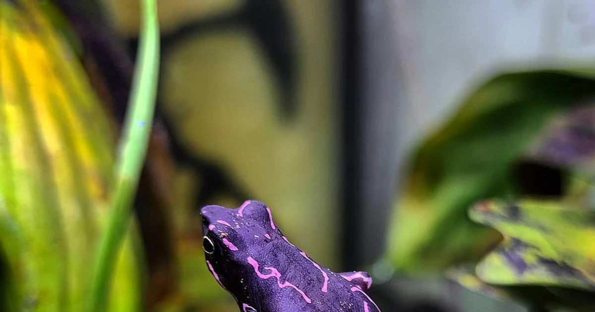 Purple Toad - The Most Bright-Colored Toad