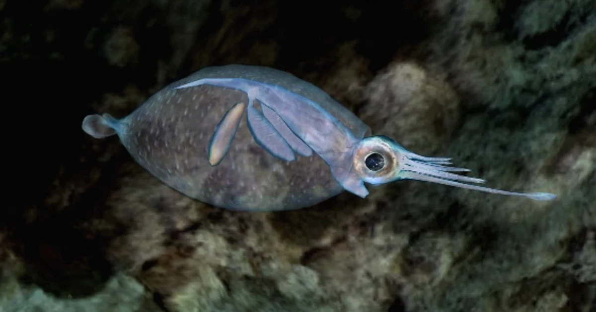 The Reason Behind The Transparency Of Transparent Cockatoo Squid Or ...