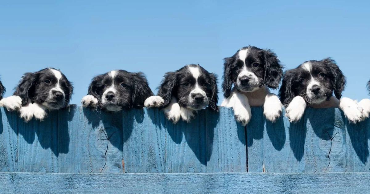 35 Dog Products To Make Them Love You Even More