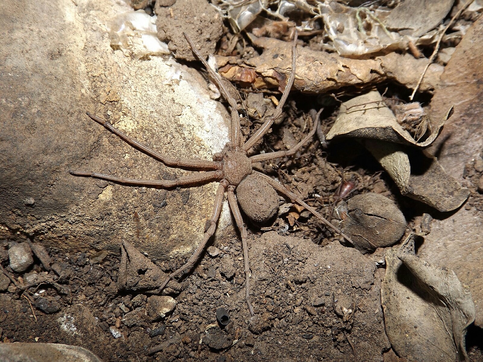 What Is So Special About The Sensitive Six-Eyed Sand Spider?
