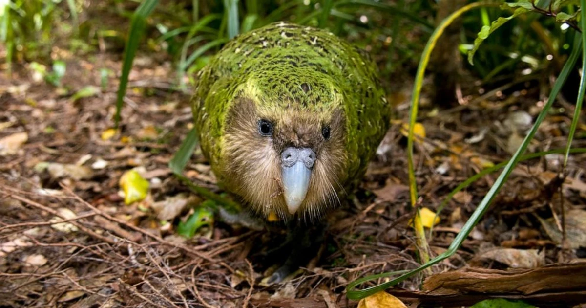 Kakapo - A Flightless Parrot Species
