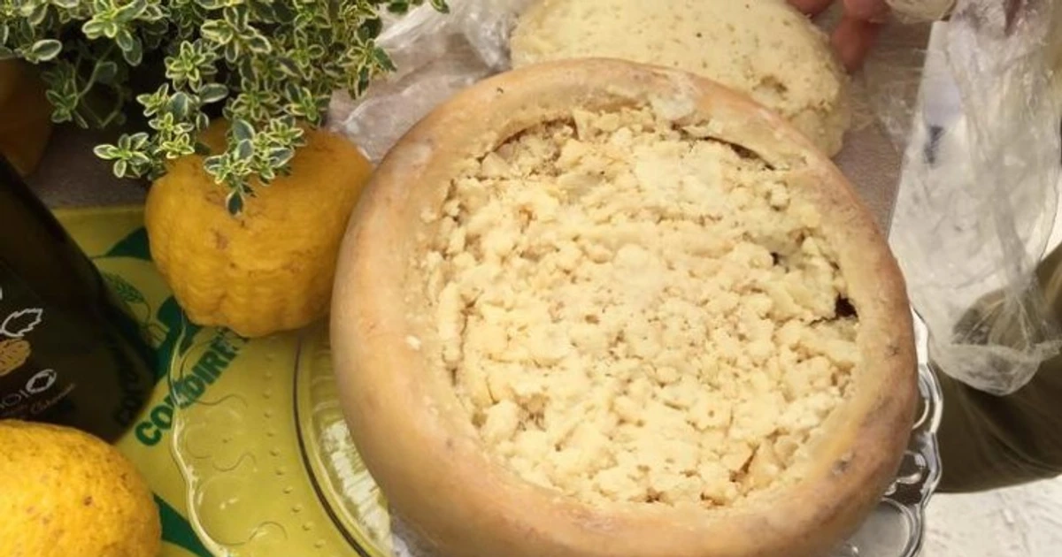Casu Marzu Cheese - The Most Deadly And Bizarre Cheese Type