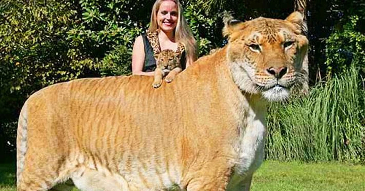 Liger Hercules - The Largest Living Cat According To Guinness Book Of ...