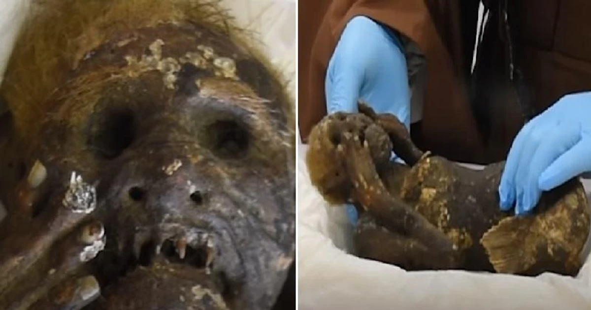 Do Mermaids Exist? Japanese Scientists Are Investigating The Mysterious ...