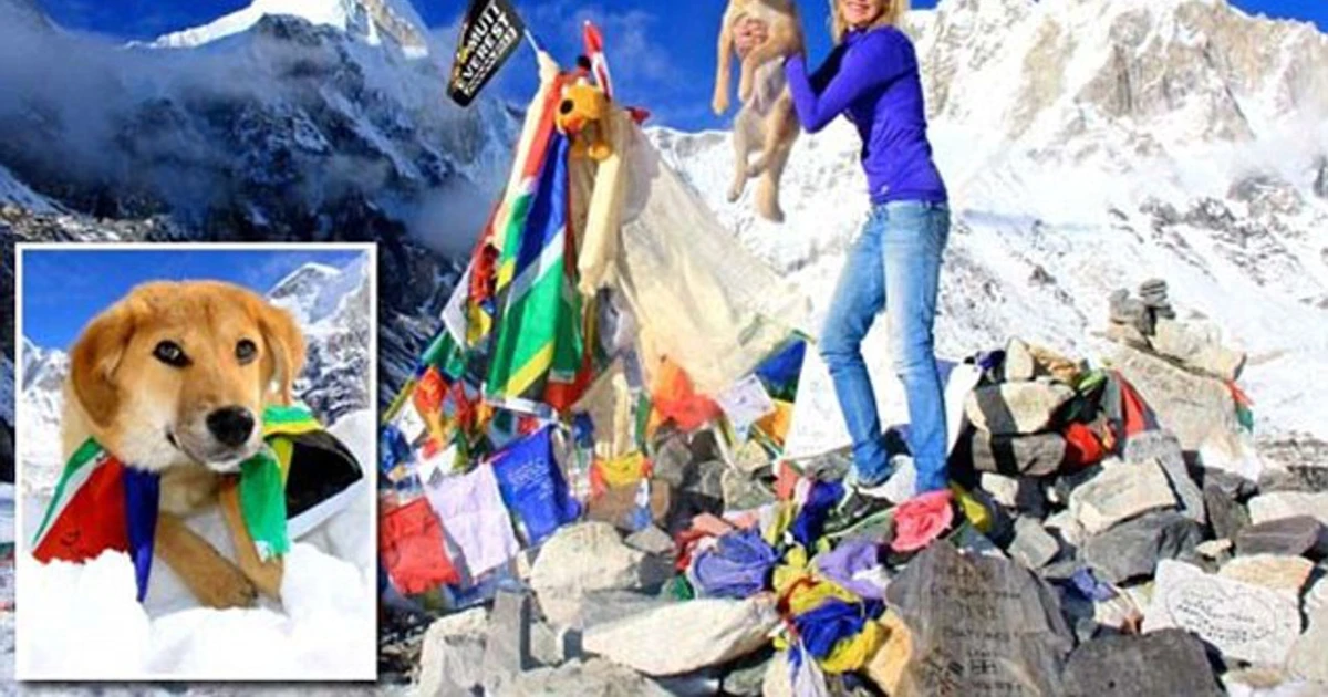 This First Documented Indian Dog Rupee Reached The Mount Everest Base Camp
