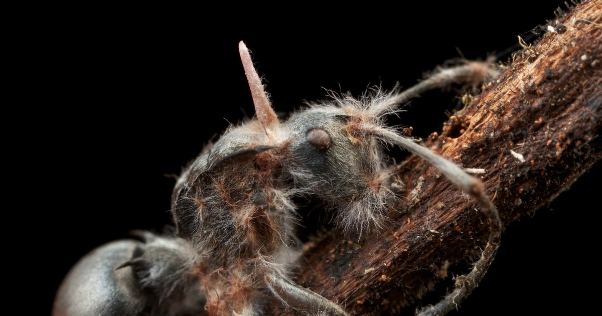 Ophicordyceps Unilateralis - A Parasitic Fungus That Turns Ants Into ...