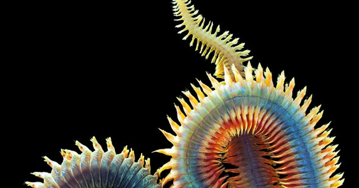 Alitta Virens - A Rainbow-Colored Ragworm