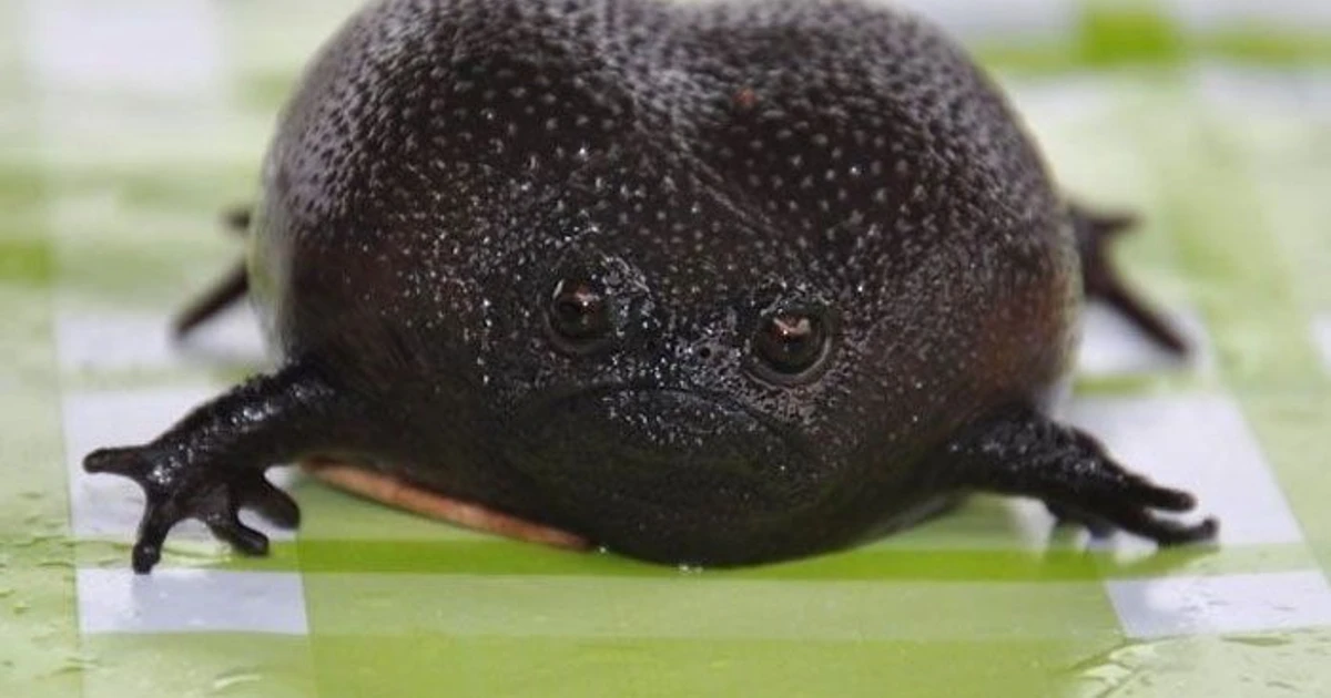 Black Rain Frogs-The Most Bizarre Yet Cute Frog Species