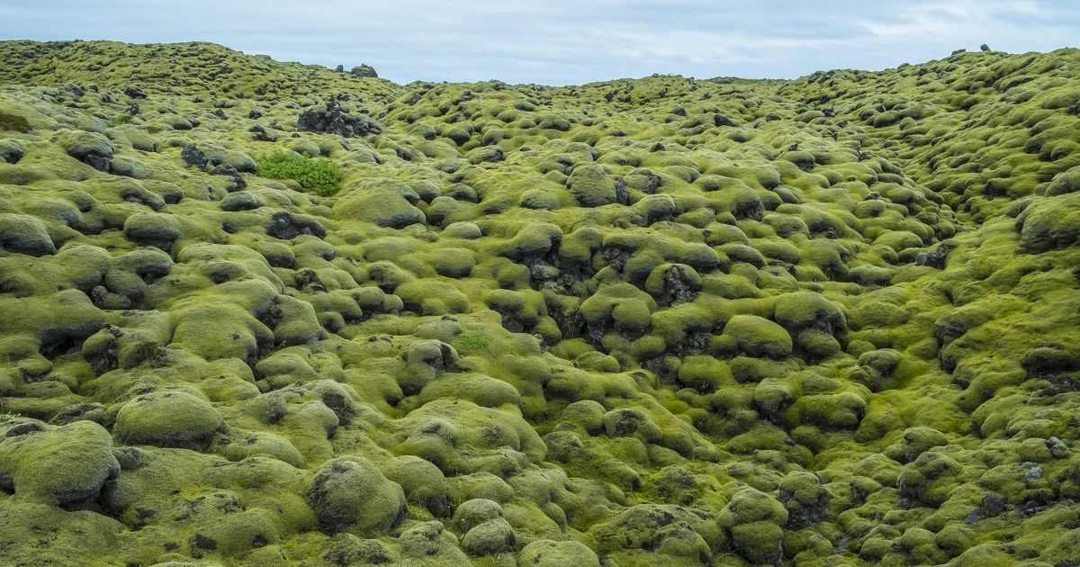 The Mossy Lava Fields Of Iceland - Fairytale Landscape Of Eldhraun