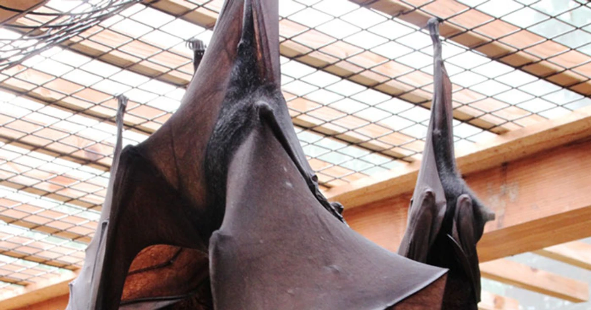 These Giant Bats From The Philippines Are Making People Go Crazy