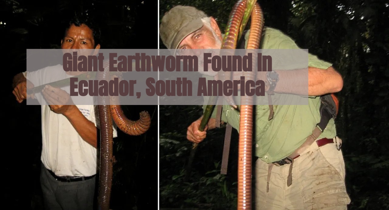 Giant Earthworm Found In Ecuador, South America