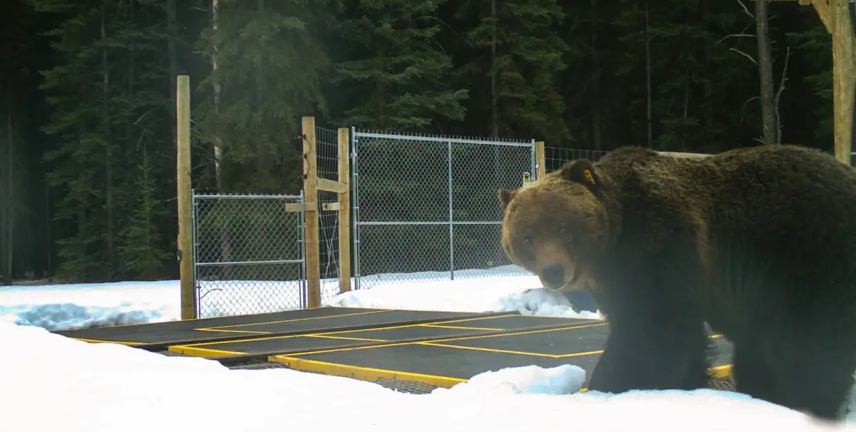 World's Strongest Bear 'The Boss' Survived Being Hit By Train And ...