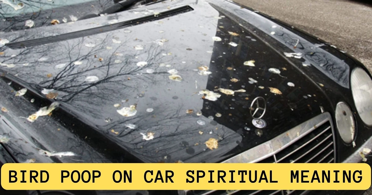 Bird Poop On Car Spiritual Meaning Symbolize Good Luck