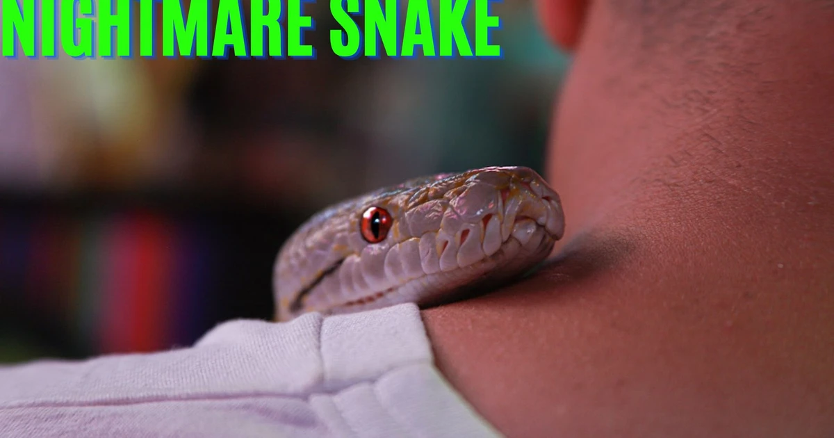 Nightmare Snake - Fears About Personal Safety