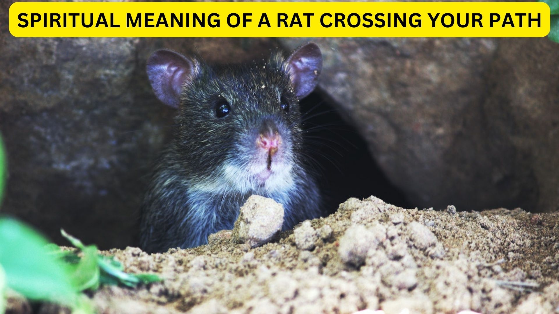 Spiritual Meaning Of A Rat Crossing Your Path - A Symbol Of Anxiety ...