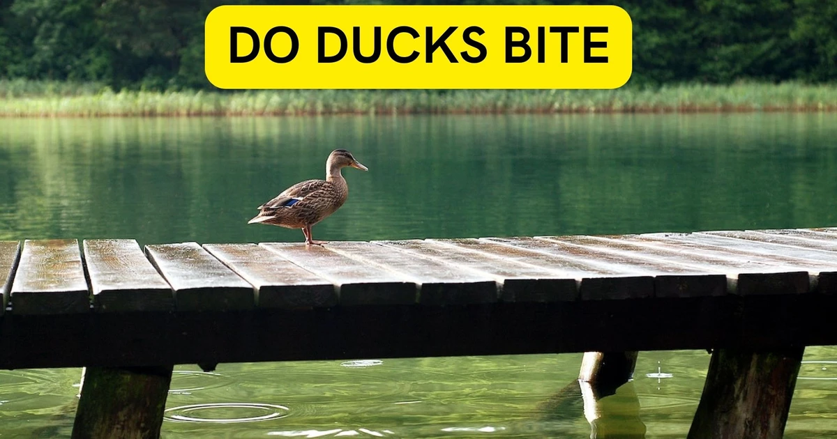Do Ducks Bite In Dream - A Hint For Joy
