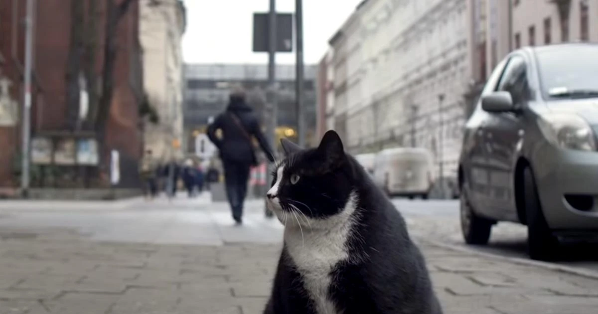 Purr-fectly Chonky Cat Takes Over As Top Tourist Attraction In Polish ...