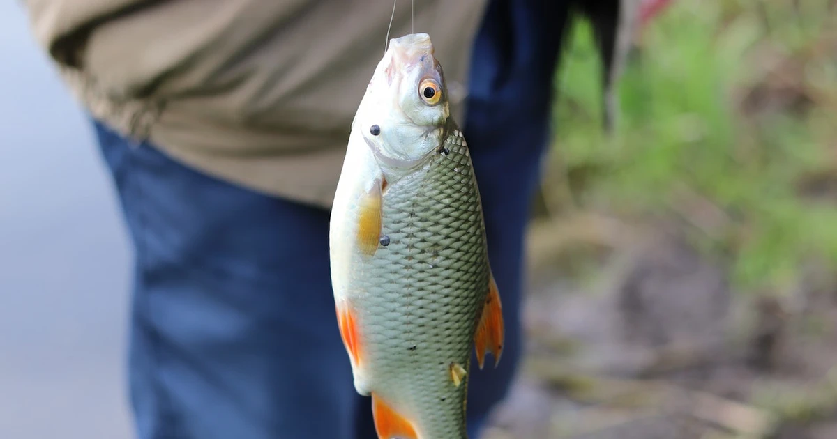 Best Hooks For Fly Fishing And Tying Your Own Flies - From Beginner To ...