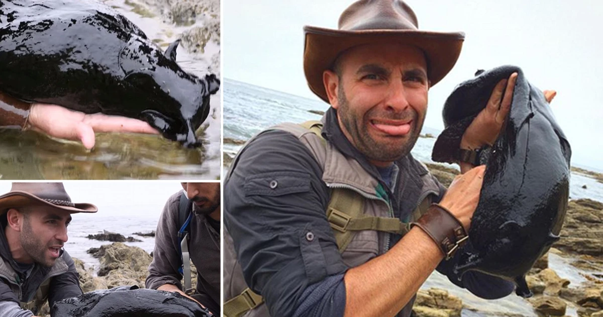 A Man Finds An Arm-Size Black Slug In California
