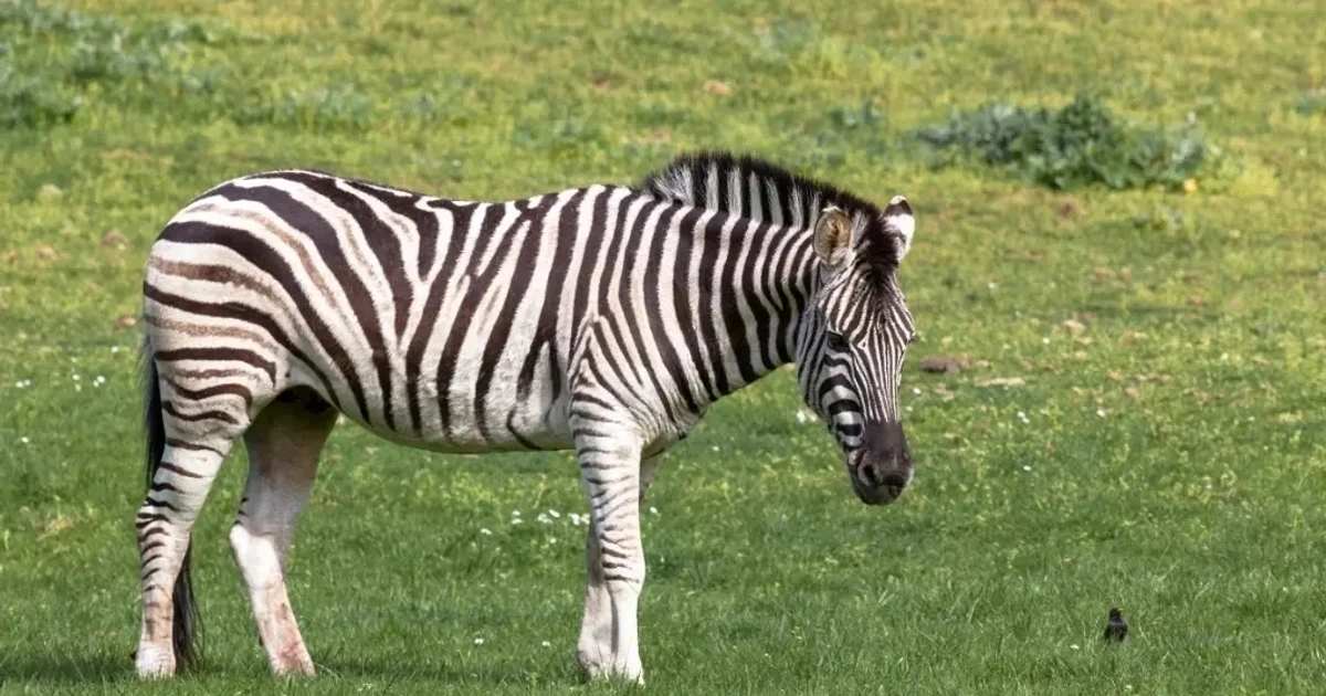 Deputies Forced To Kill 'Aggressive' Zebra That Nearly Bit Off Man's ...