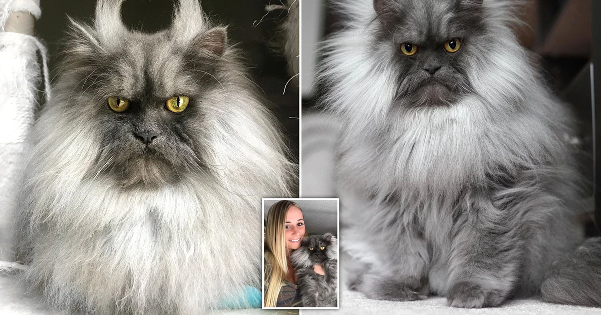 Juno Is The Internet's New Grumpy Cat Sensation