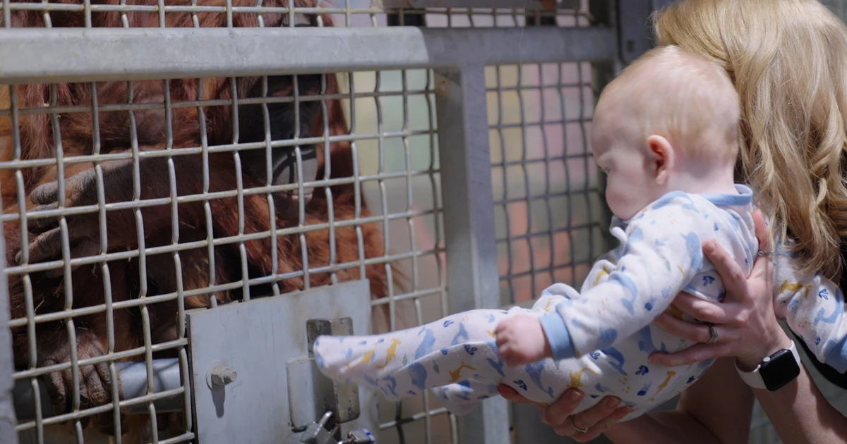 Zookeeper Teaches Nursing Techniques To A Struggling Orangutan Mom