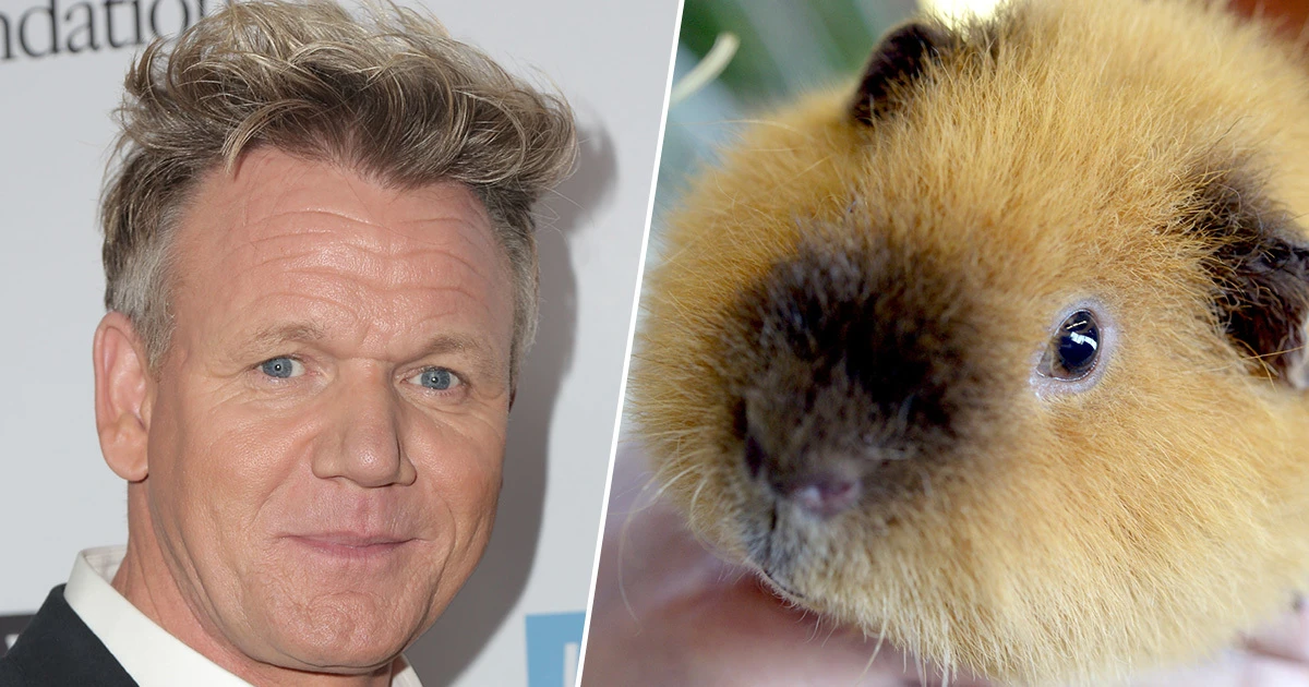Gordon Ramsay Says Guinea Pigs Are Delicious
