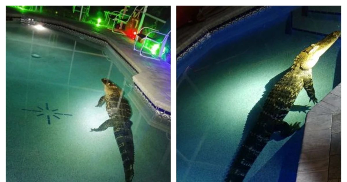 Alligator Spotted Taking A Leisurely Swim In A Florida Family's Pool