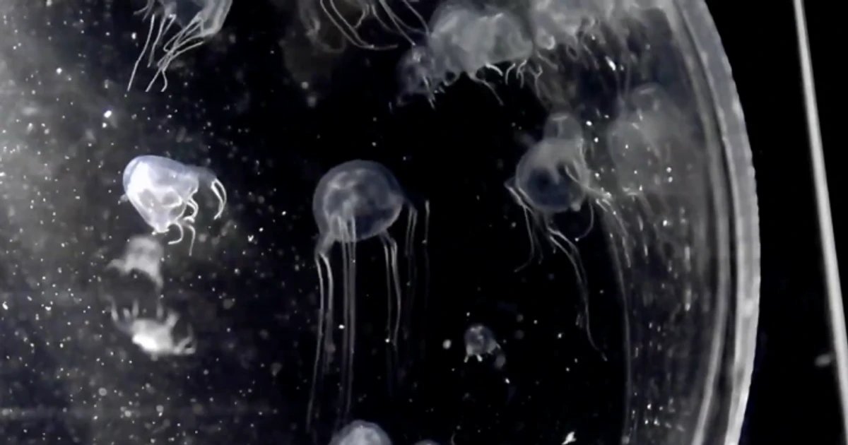 Hong Kong Pond Unveils Cube-Shaped Creature With 24 Eyes, Reveals Study