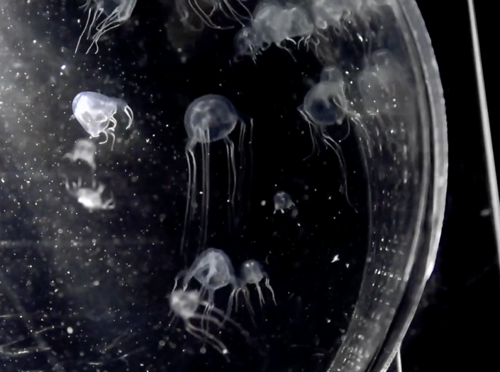Hong Kong Pond Unveils Cube-Shaped Creature With 24 Eyes, Reveals Study