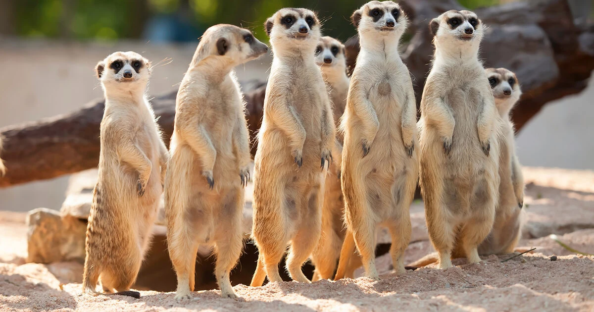 Amazing Adaptations Of Animals To Their Environments - Incredible Ways ...