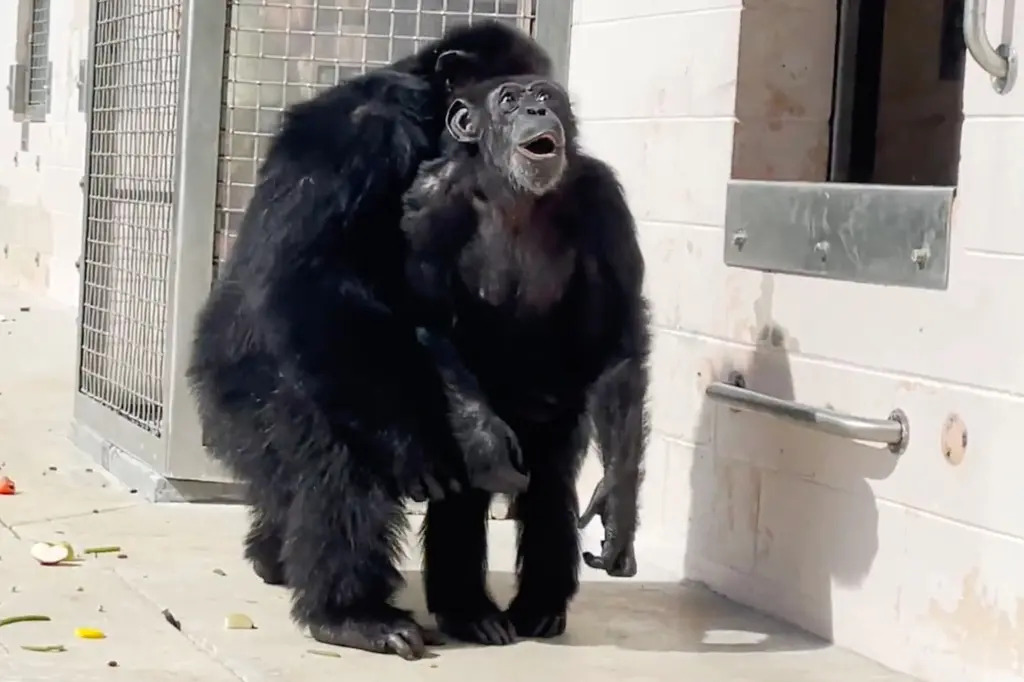 Heartwarming Video Captures Lifelong Caged Vanilla The Chimp, Witness ...