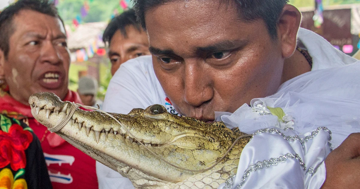 Mayor Ties Knot With Alligator Like Animal He Calls Princess Girl In ...