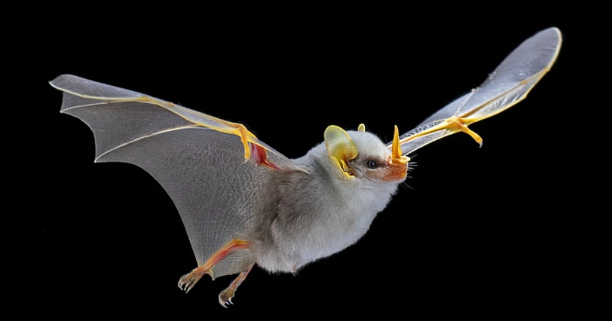 Honduran White Bats - The Cute Little Bats Species