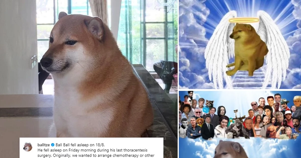 Famous Meme Dog Cheems Dies At 12 Due To Cancer
