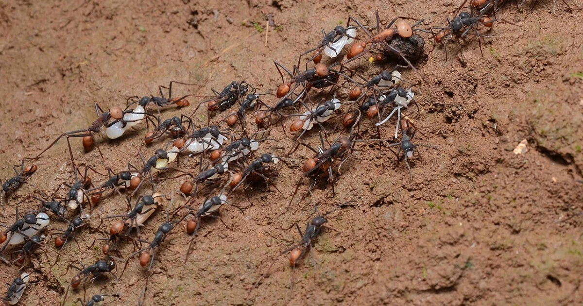 Ant Death Spiral - Explaining The "Circular March Of Doom" Phenomenon