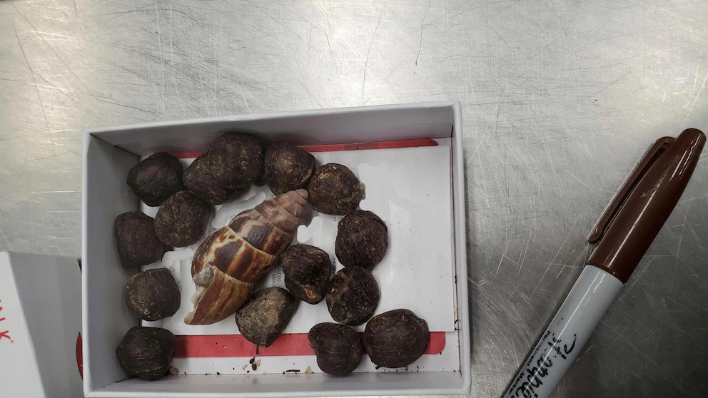 Customs Confiscates Giraffe Poop At Minnesota Airport