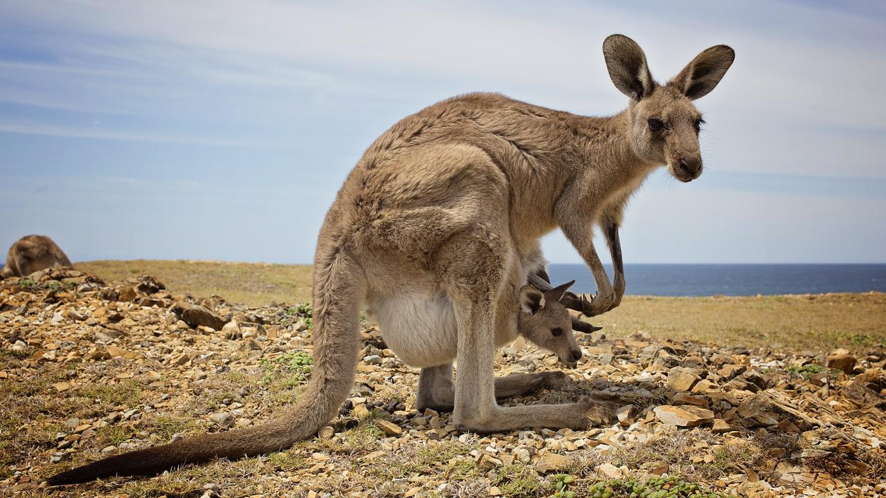Man Rescues His Dog From Two-Meter-Tall Kangaroo After Having A 'Punch On'