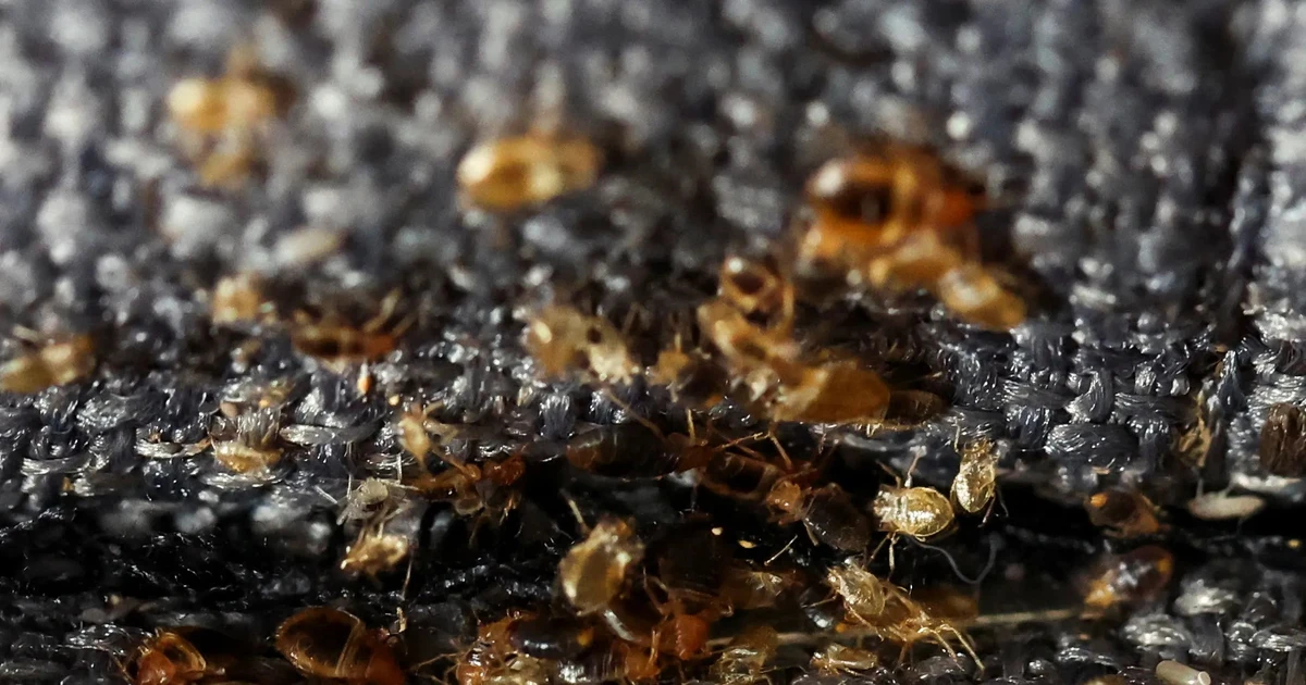 Paris Train Ride Leaves Woman Covered In Bed Bugs