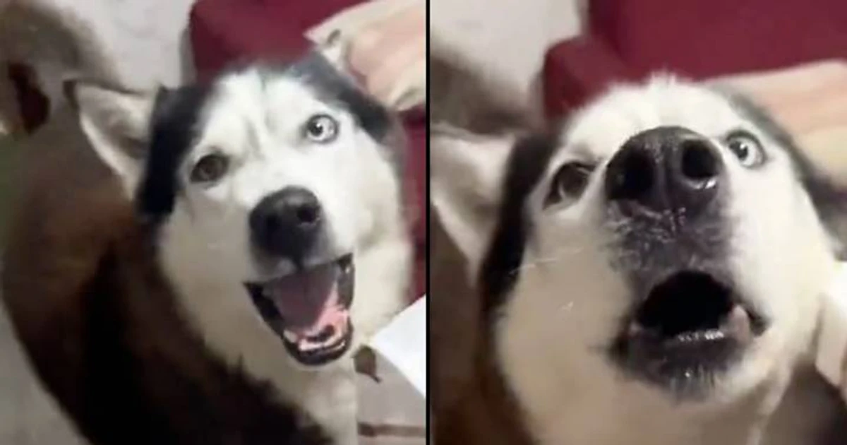 Dog Copies Owner's Italian Accent, Shows Pets Echo Human Accents