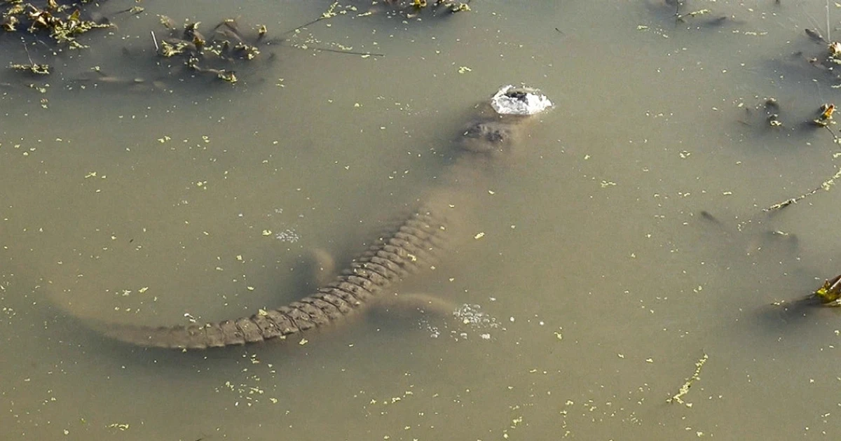 Frozen Alligators Aka 'Gatorcicles' Emerge In South Carolina And Texas ...