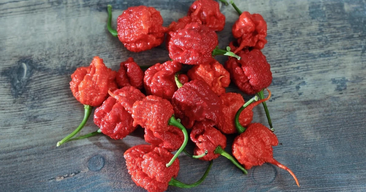 Apollo Pepper - A Spicy Sensation
