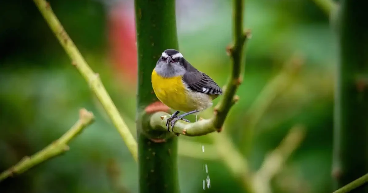 How Often Do Birds Poop? Fun Facts And Insights